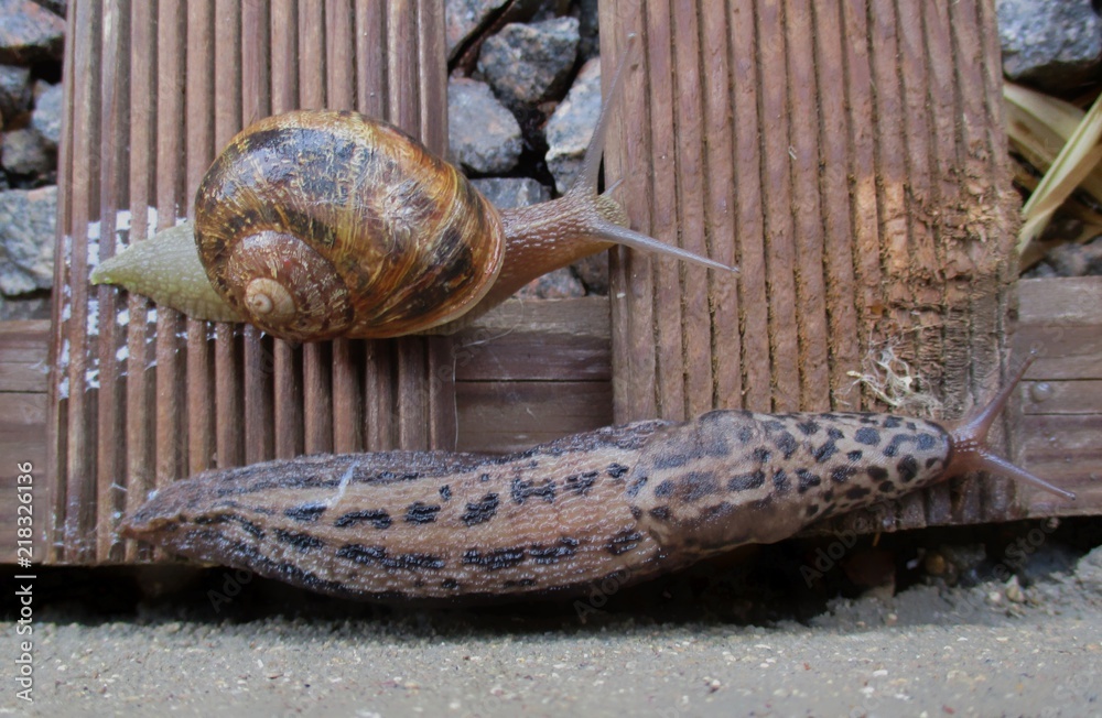 Limace et escargot côte à côte, se déplaçant comme pour une course ...