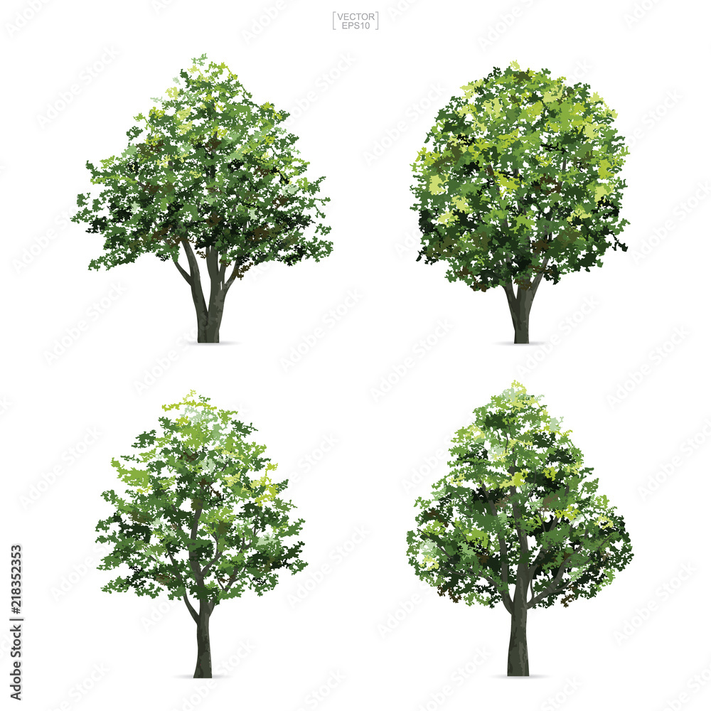 Collection of tree isolated on white background. Natural object for ...