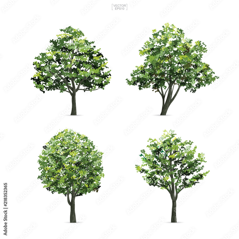 Collection of tree isolated on white background. Natural object for ...