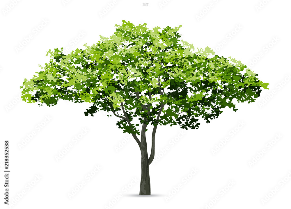 Tree isolated on white background with soft shadow. Use for landscape ...