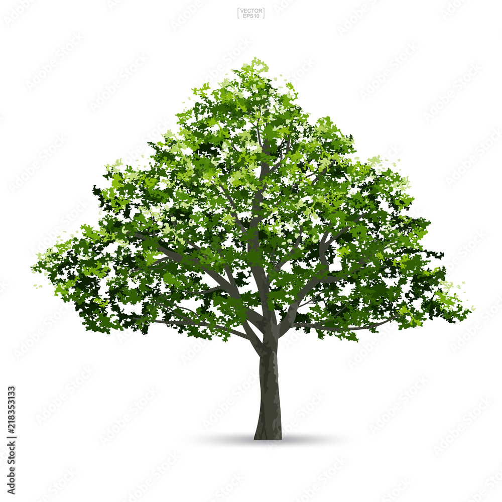 Tree isolated on white background with soft shadow. Use for landscape ...