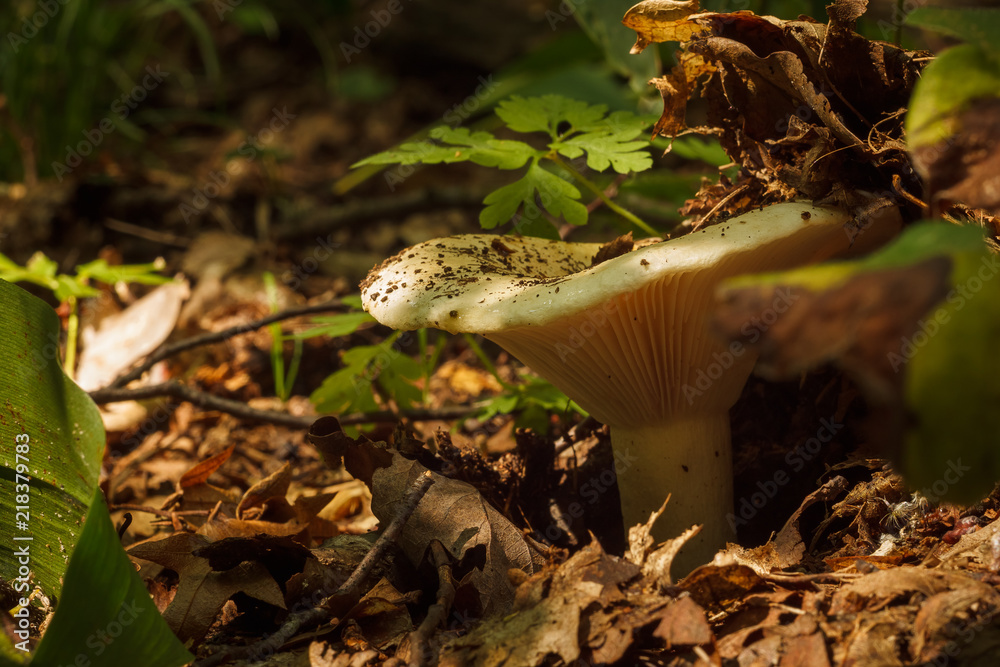 Russula delica is a mushroom that goes by the common name of milk-white ...