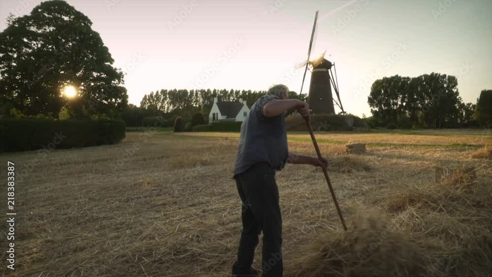 Farmer rakes the hay together by hand. With a Dutch Windmill in the ...