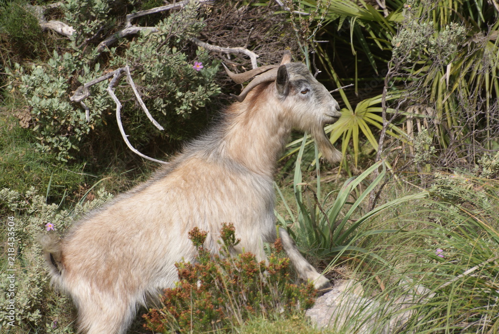 Cabra mallorquina asilvestrada buscando comida en La Trapa, Sierra de ...