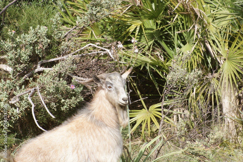 Cabra mallorquina asilvestrada gris en La Trapa, Sierra de Tramuntana ...