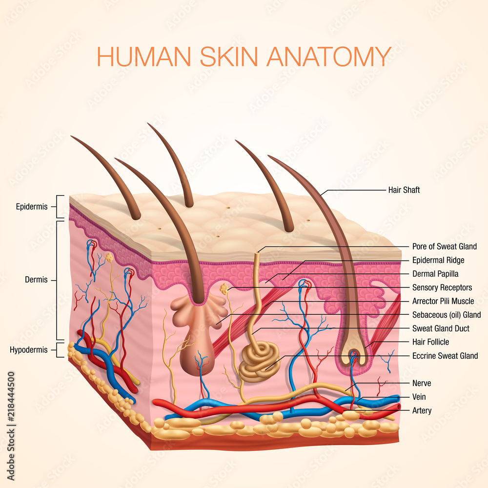 Human Body Skin Anatomy Vector Illustration With Parts Vein Artery Hair human-body-skin-anatomy-vector-illustration-with-parts-vein-artery-hair