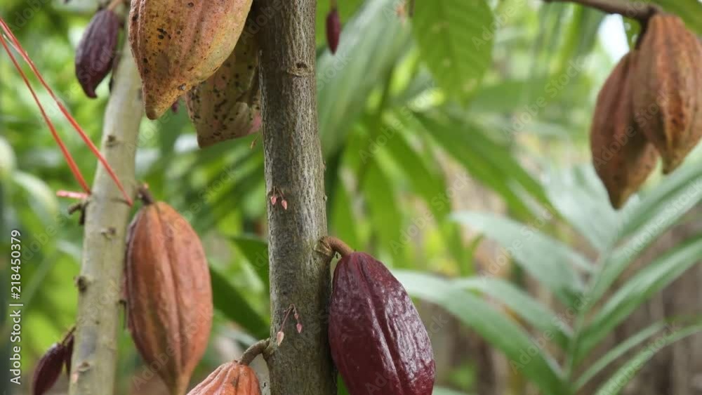 Vidéo Stock he cocoa tree with fruits. Yellow and green Cocoa pods grow ...
