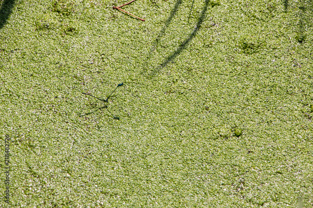 Bog covered with green ooze. Texture of green swamp ooze with insect ...
