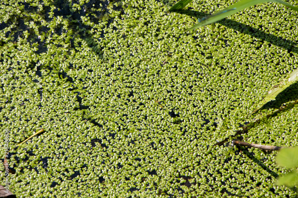 Bog covered with green ooze. Texture of green swamp ooze with insect ...