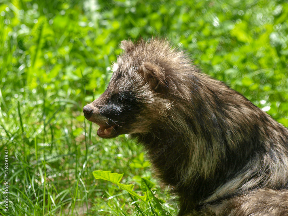 Nyctereutes procyonoides. Le chien viverrin ou chien martre Stock Photo ...