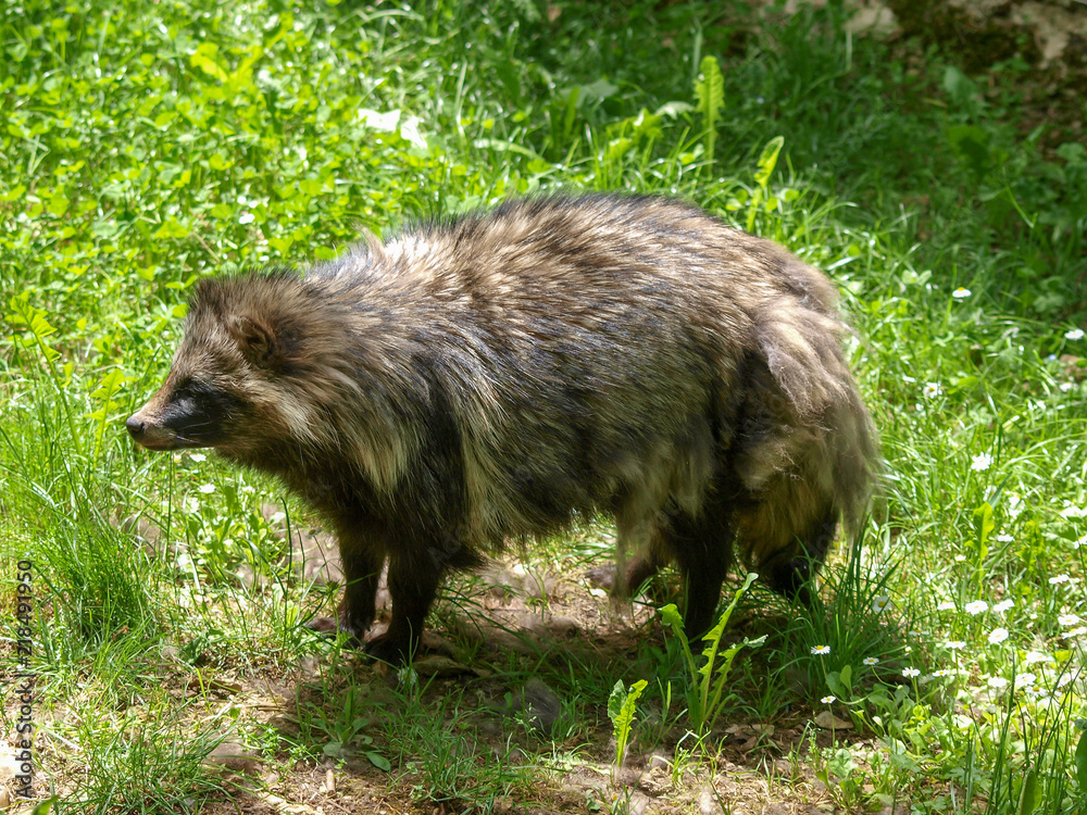Nyctereutes procyonoides. Le chien viverrin ou chien martre Stock Photo ...