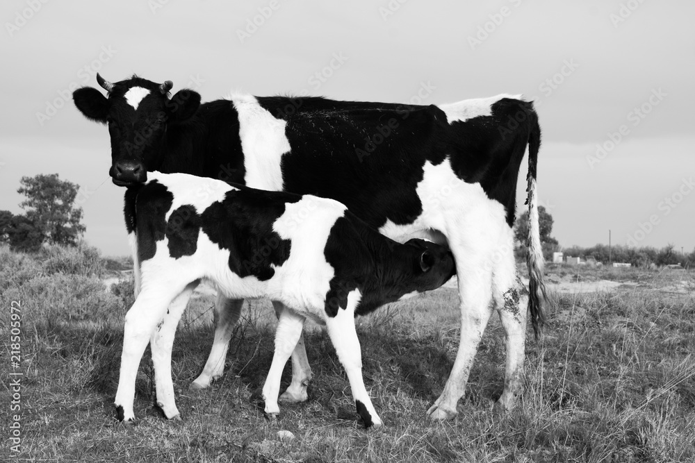 Vaca lechera ภาพถ่ายสต็อก | Adobe Stock