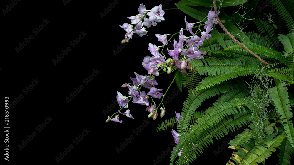 Tropical Dry Forest Orchids