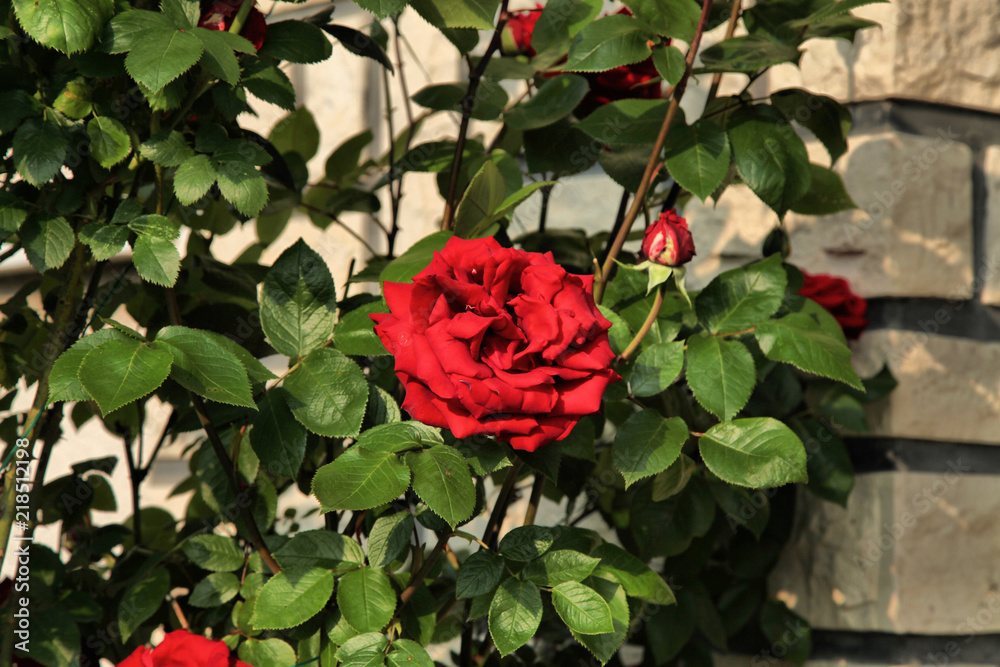 Symbole De La Rose Rouge
