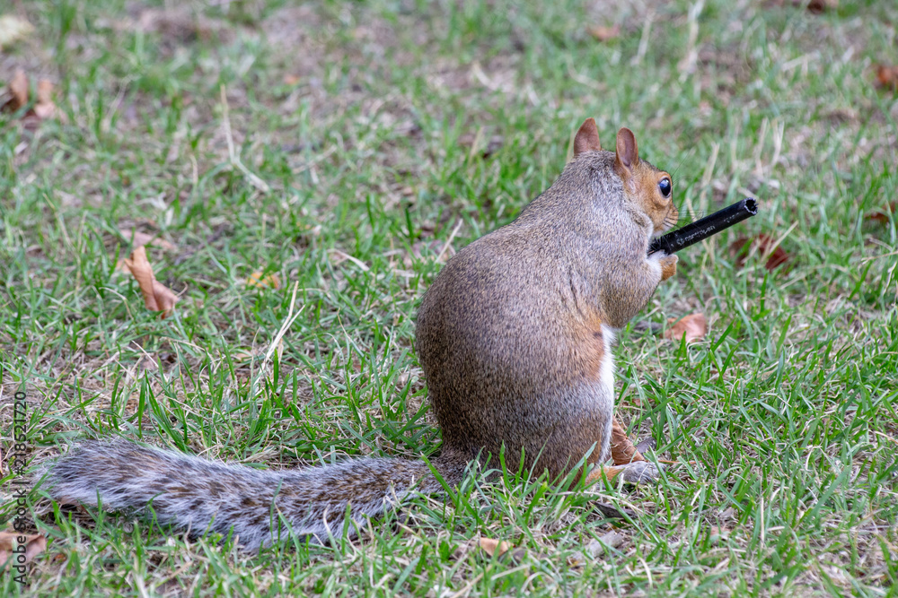 London Grey Squirrel holding a pen on the ground in St. James's Park ...