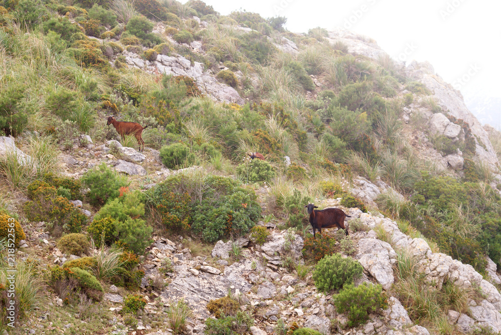 Cabras mallorquinas salvajes en La Trapa, Sierra de Tramuntana, en isla ...