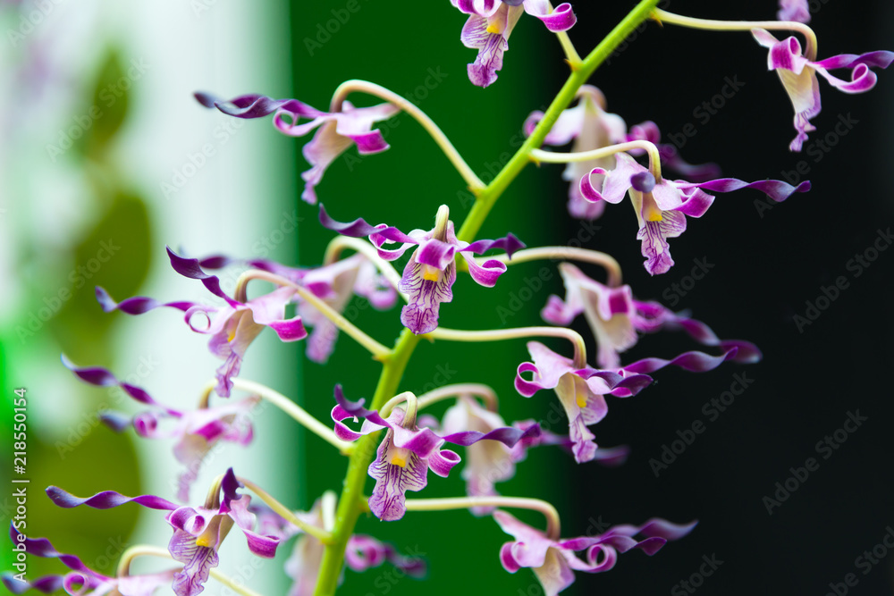 Purple Antelope Dendrobium Orchid, Dendrobium sp., Family Orchidaceae ...
