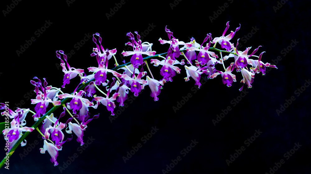 Purple Antelope Dendrobium Orchid Riverside, Dendrobium sp., Family ...