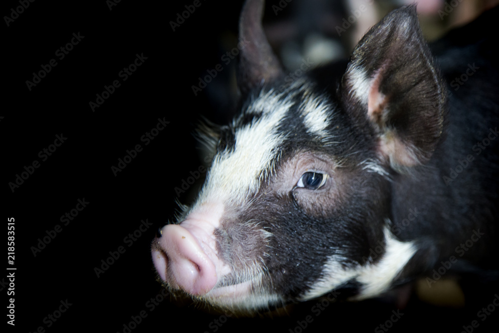 Berkshire Pig or Kurobuta Pig - swine farming business in relax time ...