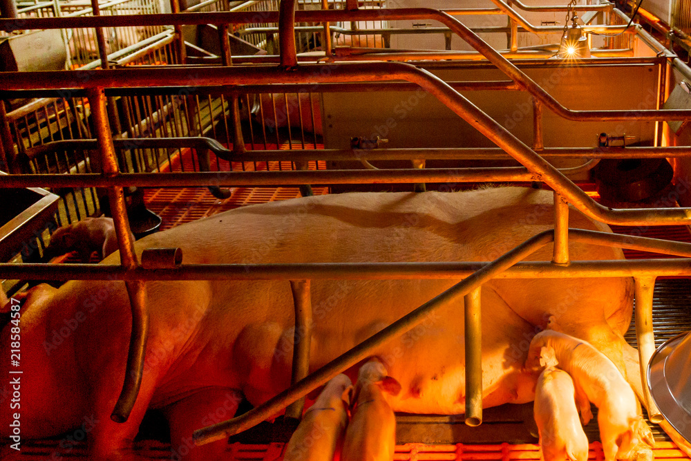 swine farming - parent swine farm. Feeding baby piglets, one of ...