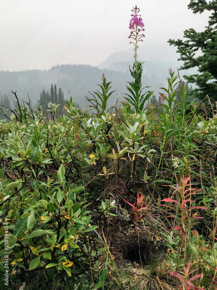 Remote and isolated hidden lake deep and high in the Canadian rockies ...