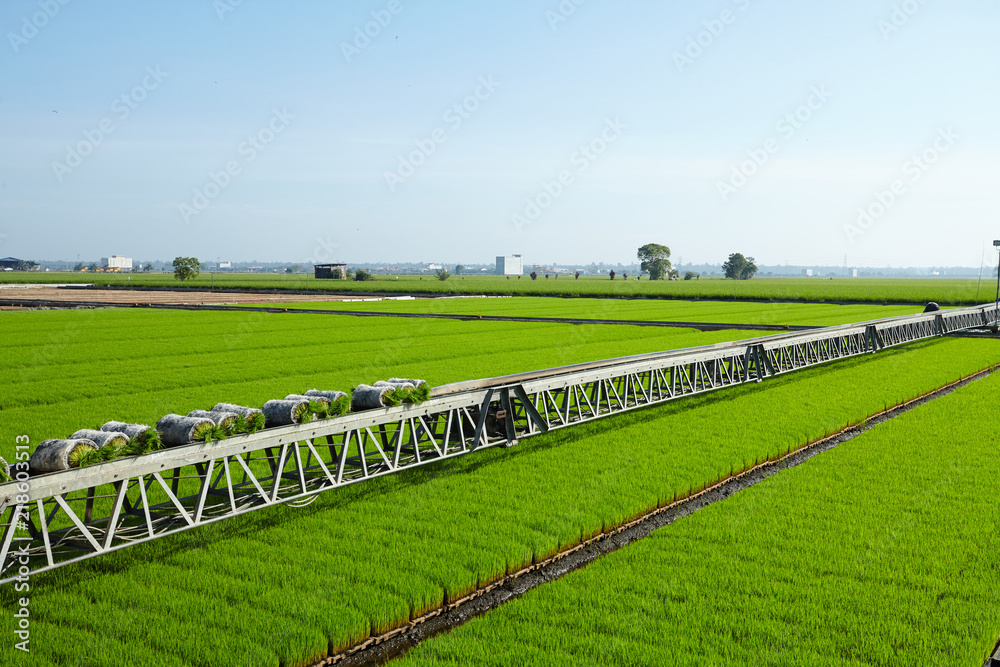 Rice paddy plant on conveyor belt ready to transport Stock Photo ...