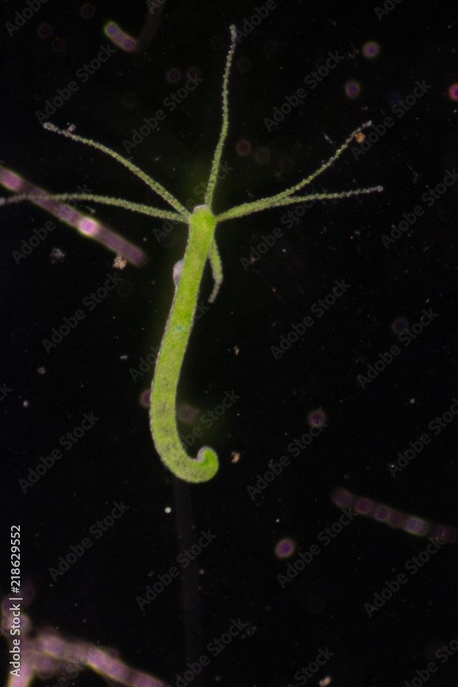 Hydra is a genus of small, fresh-water animals of the phylum Cnidaria ...