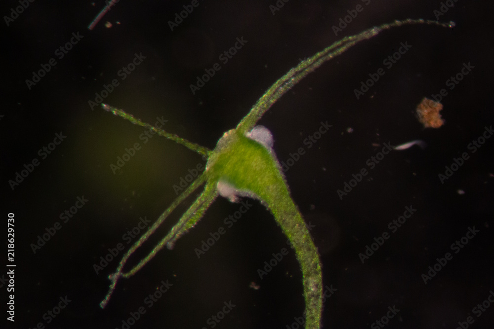 Hydra is a genus of small, fresh-water animals of the phylum Cnidaria ...