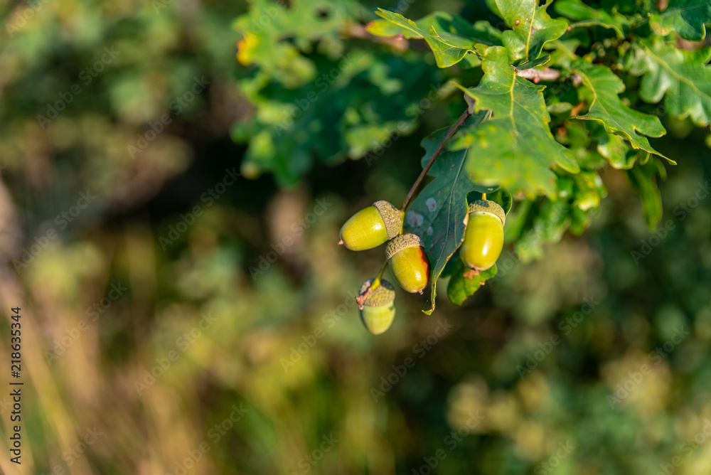Petits glands sur son arbre le chêne Stock Photo | Adobe Stock
