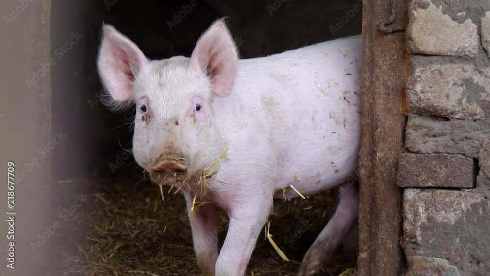 Two small white pigs emerge from a pigsty, piglets Stock Video | Adobe ...