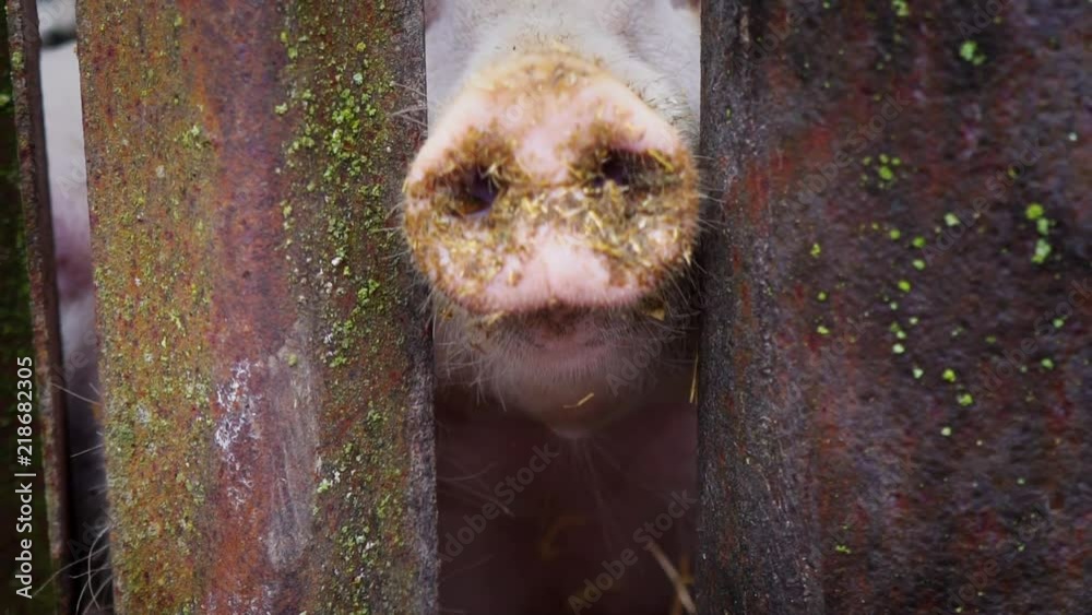 Small white piglet in a pigsty, piglet behind a fence of metal rods ...