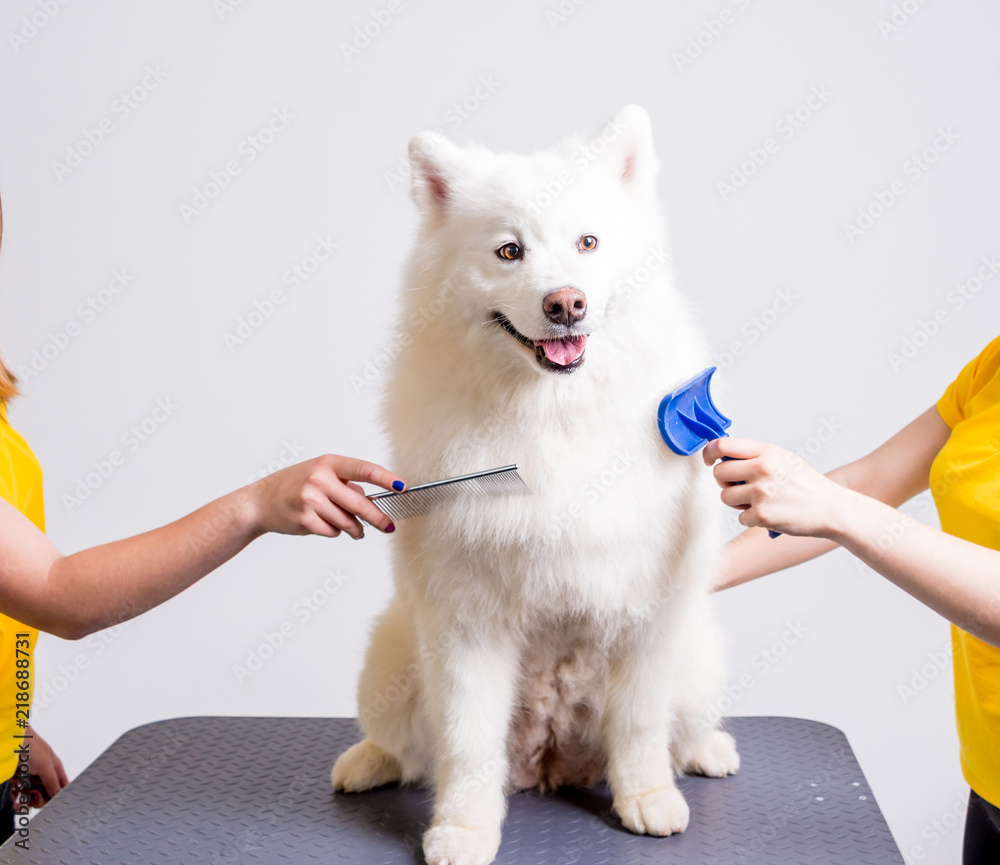 Professional cares for a dog in a specialized salon. Groomers holding ...
