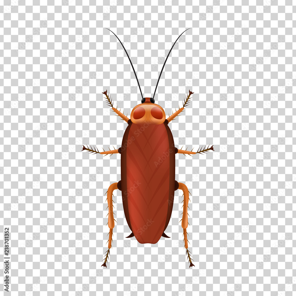 Vector realistic isolated cockroach for decoration and covering on the ...