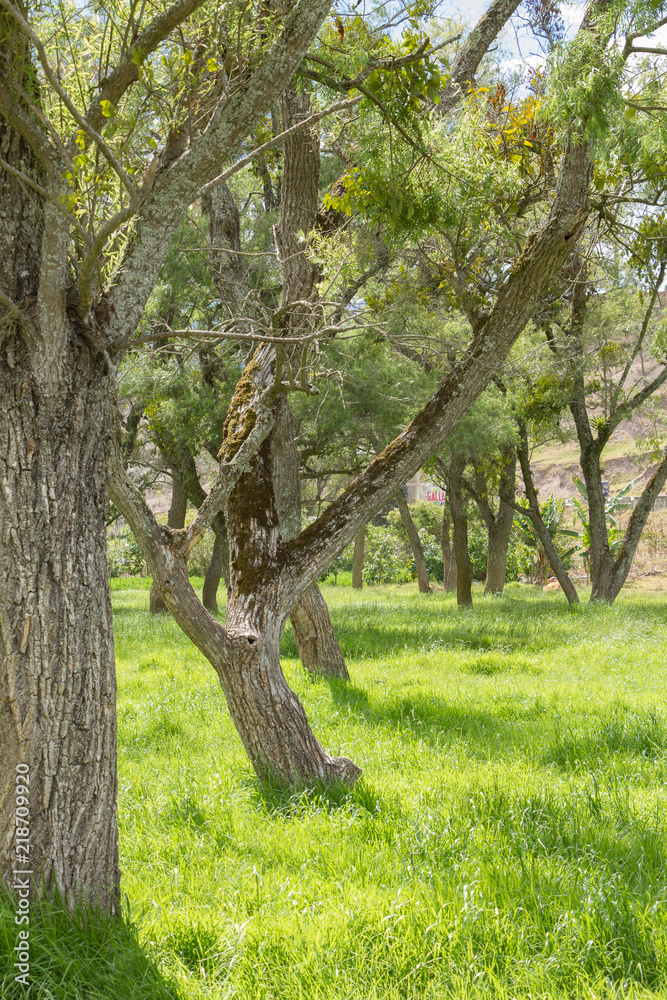 arboles Stock Photo | Adobe Stock