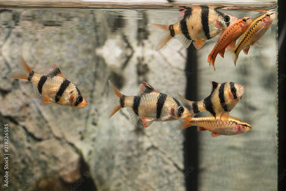 Puntius tetrazona and Puntius titteya fish in the aquarium. Stock Photo ...