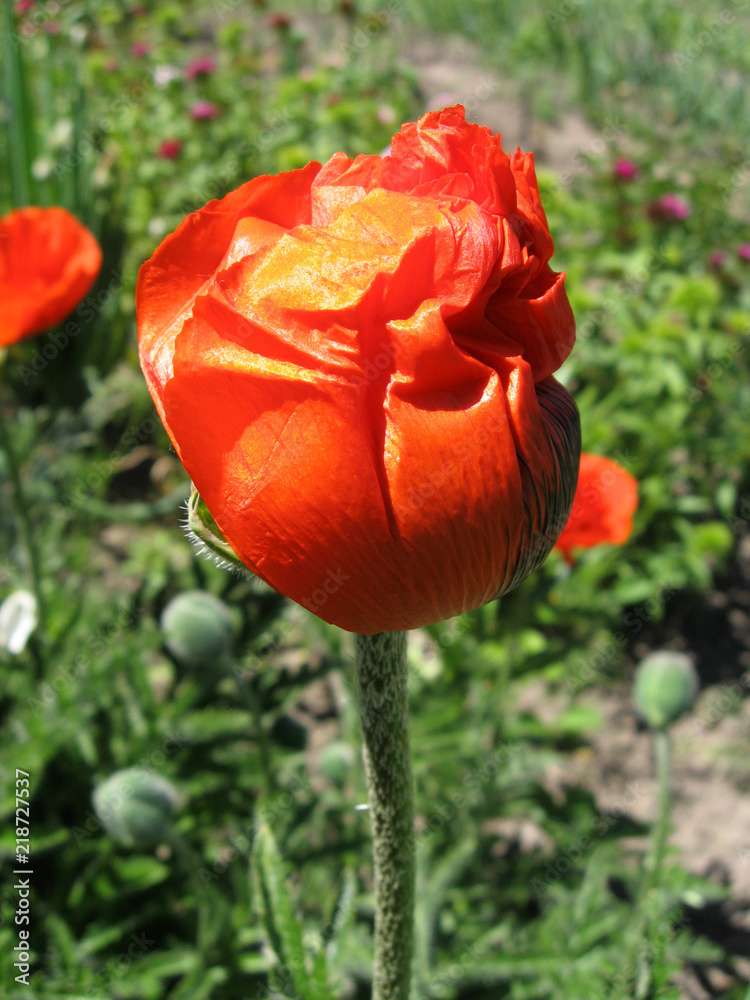 Ukraine Poppy Buds