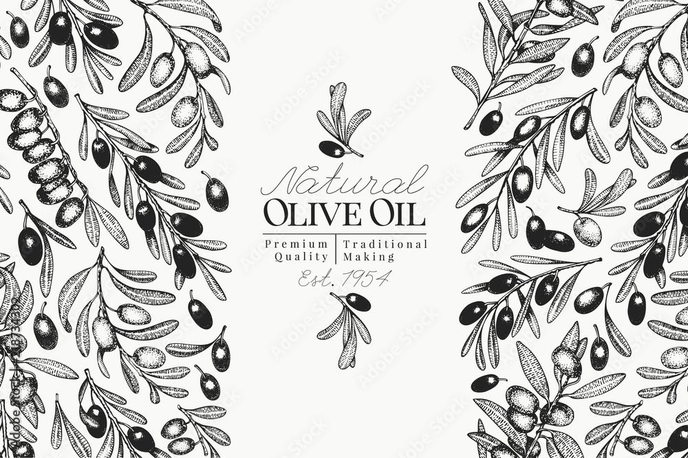 Olive tree banner template. Vector vintage illustration. Hand drawn ...