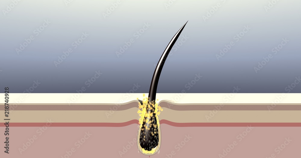 Hair follicle strengthening process. 3D illustration. Short brown hair, cross section of skin ...
