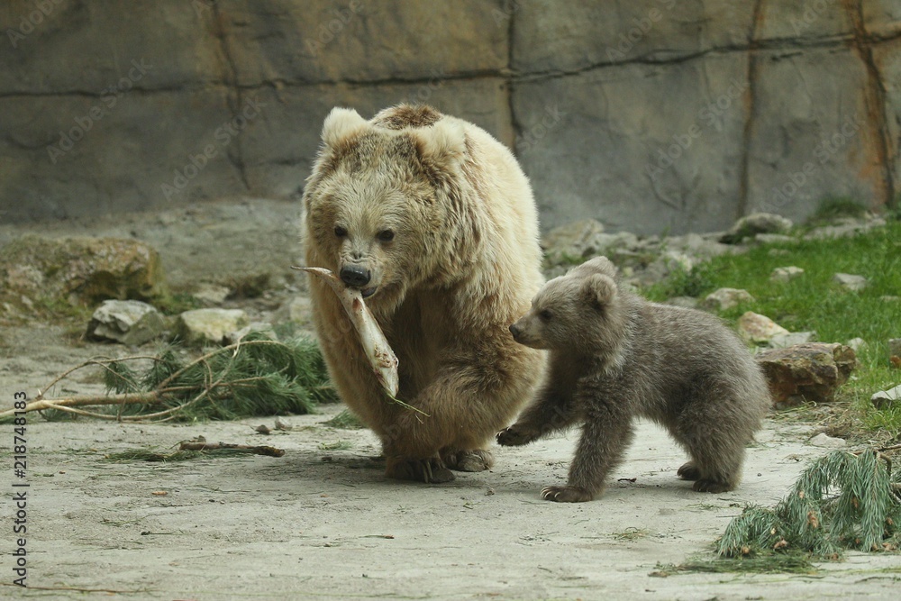 Himalayan Brown Bear