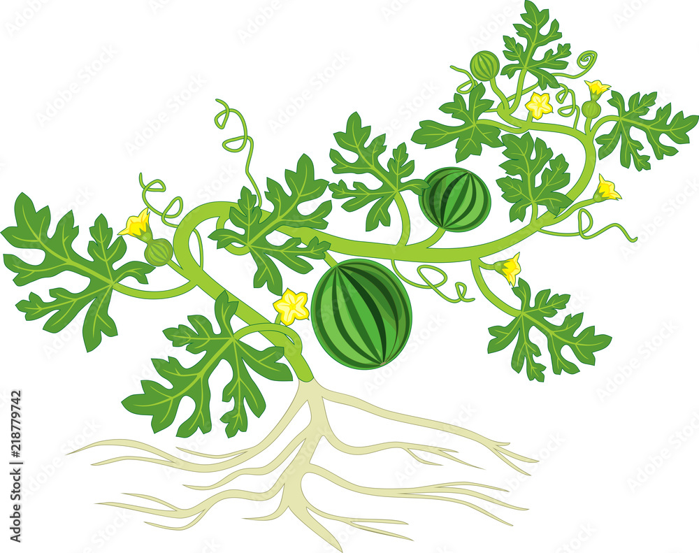 Watermelon plant with fruits, flowers, green leaves and root system ...