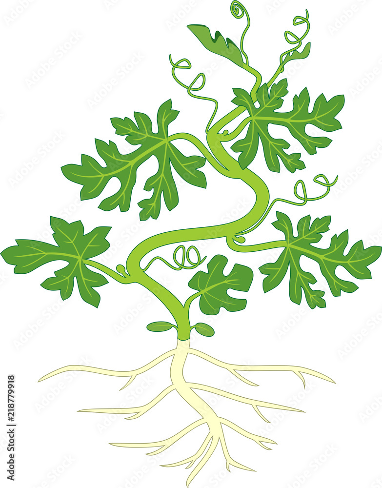 Watermelon plant with green leaves and root system isolated on white ...
