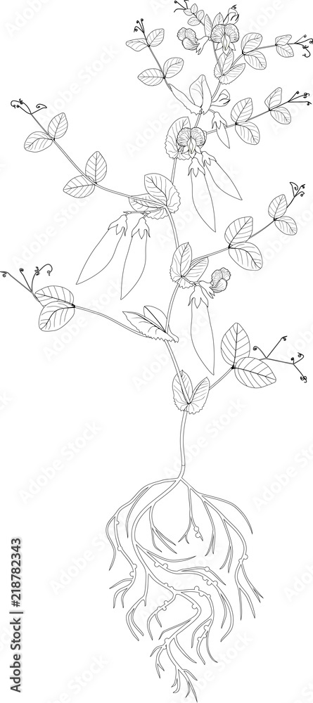 Coloring page. Pea plant with fruits, leaves and root system Stock ...