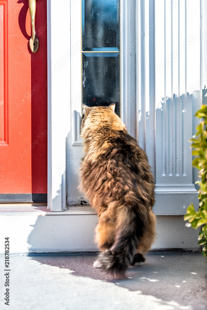 Back of one scared calico maine coon cat standing outside, in front of ...
