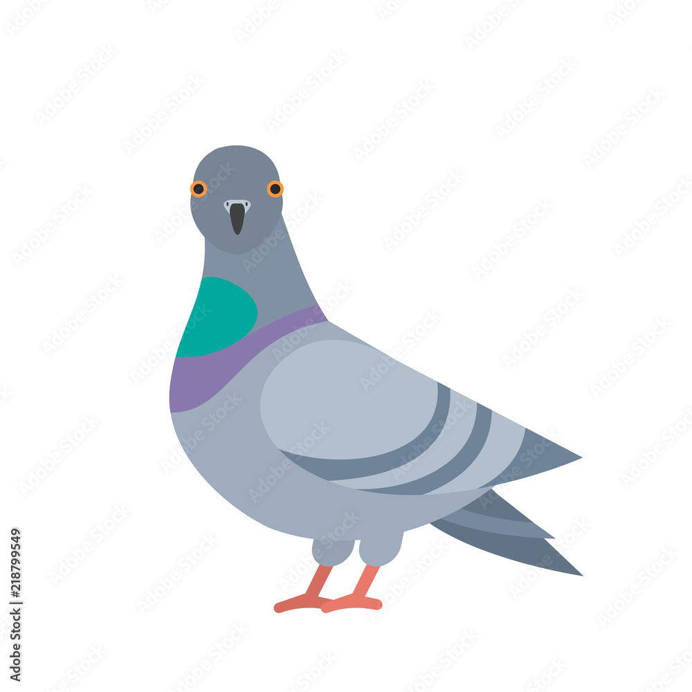 cute cartoon pigeon in flat style isolated on white background Stock ...
