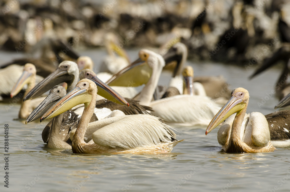 Pélican blanc, colonie, Pelecanus onocrotalus, Great White Pelican ...