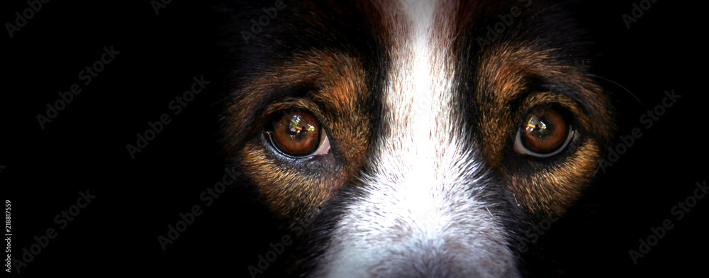 Photo & Art Print The eyes of dogs, emotions and feelings., nirun