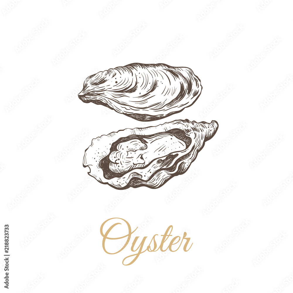 Oyster sketch vector illustration. Stock Vector | Adobe Stock