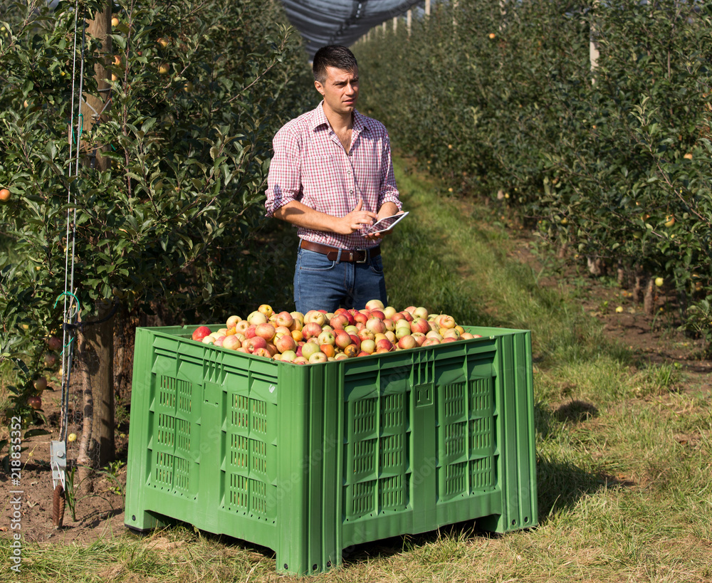 Farmer in modern apple orchard Stock Photo | Adobe Stock