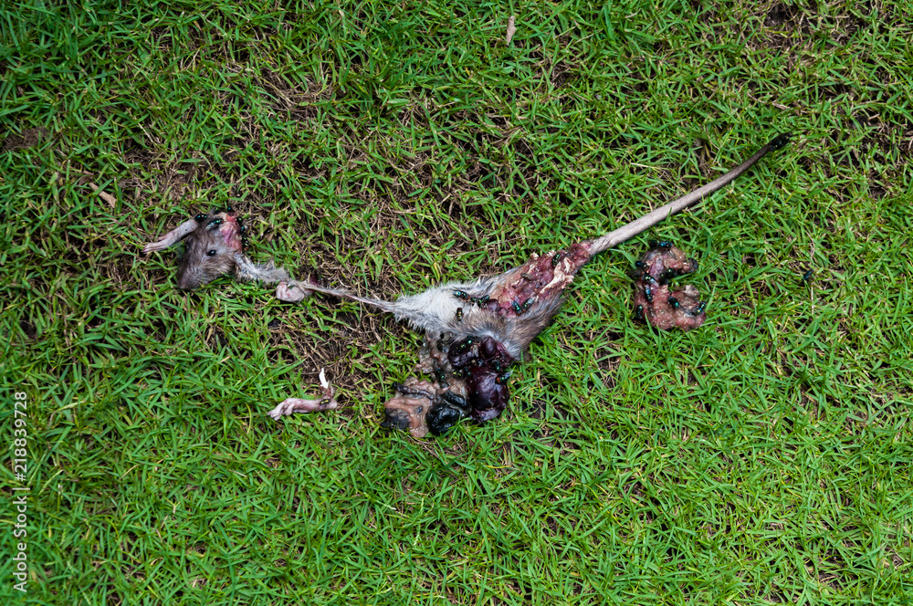 Rotten dead rat had eaten by flies on grass background, Fly breeding ...