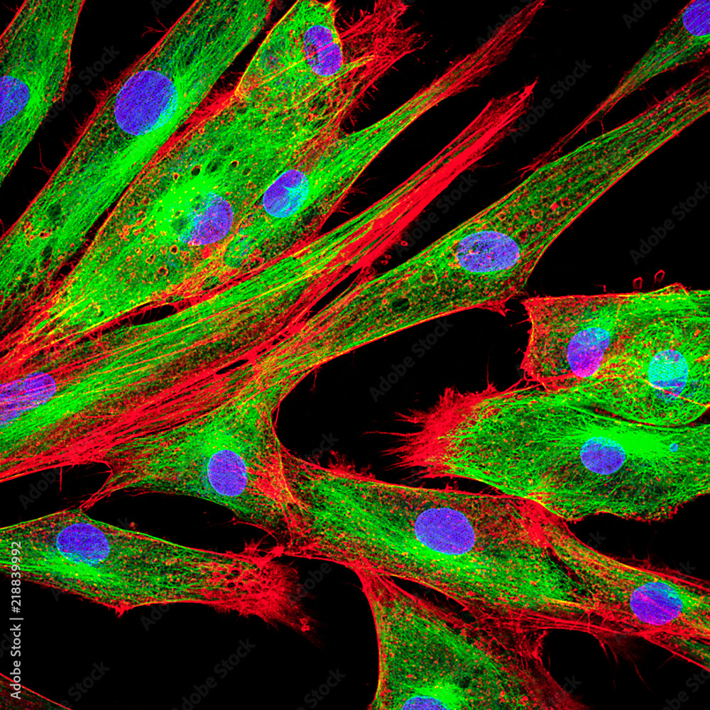 Confocal microscopy of fibroblast cells Stock Illustration | Adobe Stock